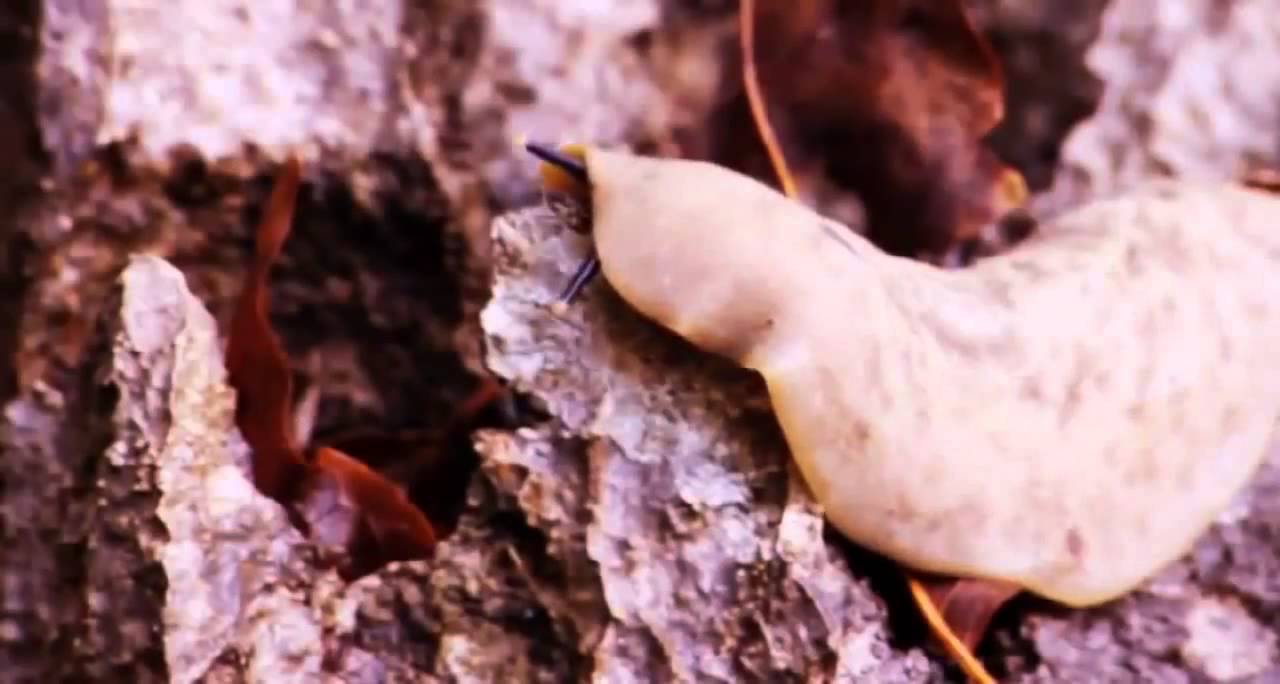 BBC Documentary 2015 HD Wild Island of the Caribbean Animal Life of ...