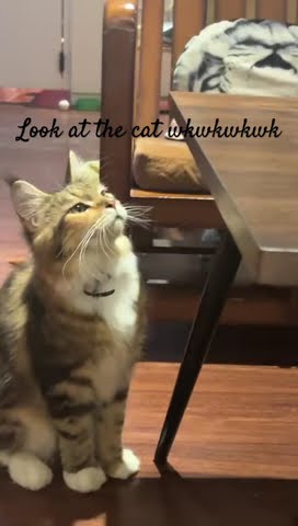 Look the cat #cat #cute - YouTube