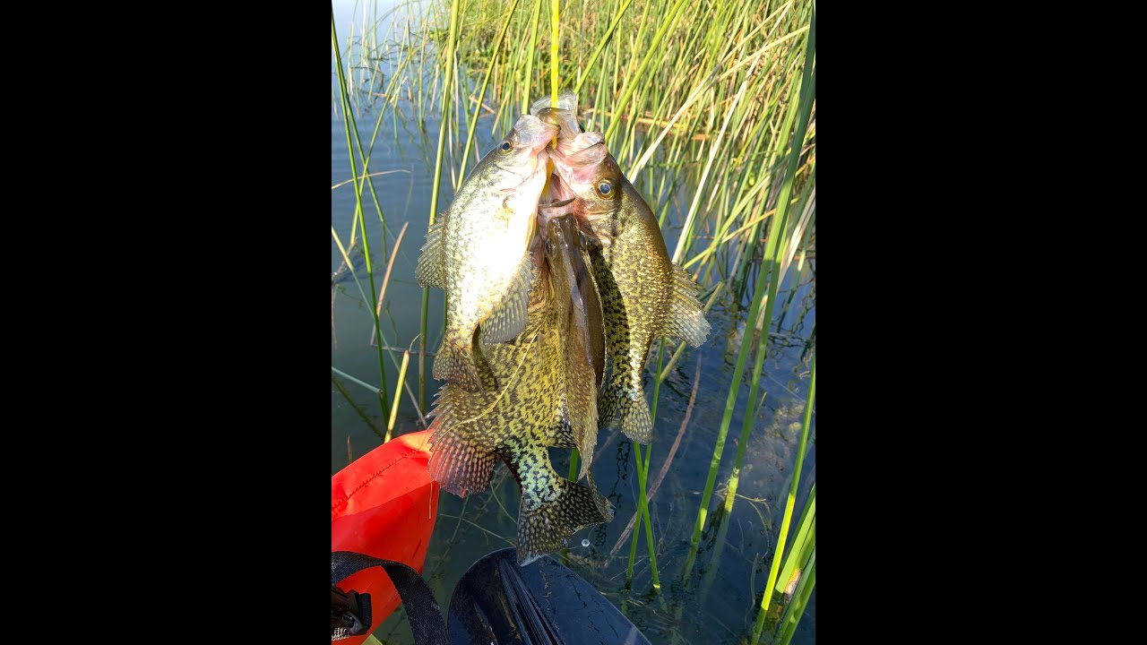 Early Fall Bass/Striped bass/Crappie fishing Ca Delta #crappies # ...