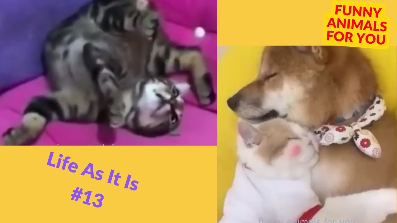 Funny Animals & Life As It Is #13 - YouTube
