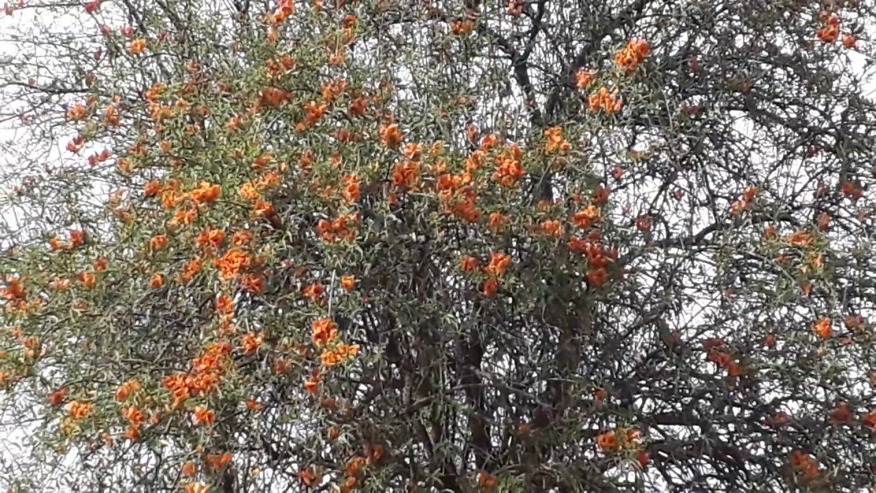 Rohida tree on Churu-Bissau road, Rajasthan - YouTube
