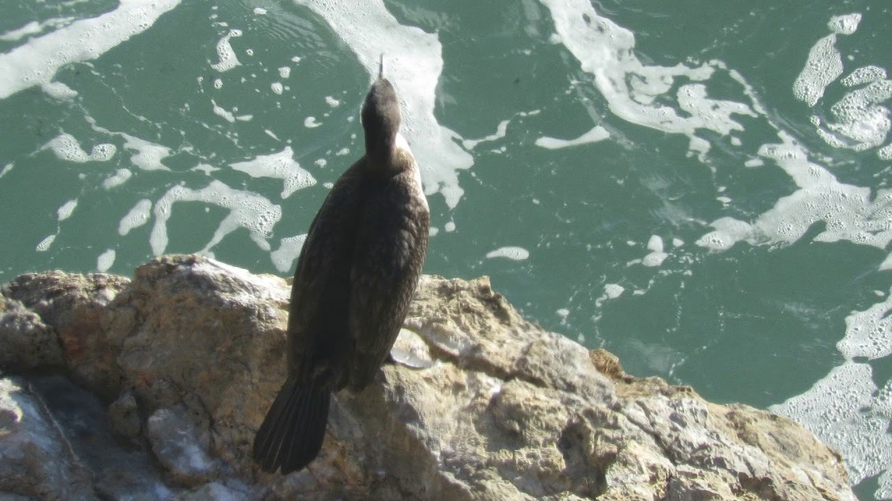 Corvo-marinho-comum /Great Cormorant (Phalacrocorax carbo) na Costa da ...