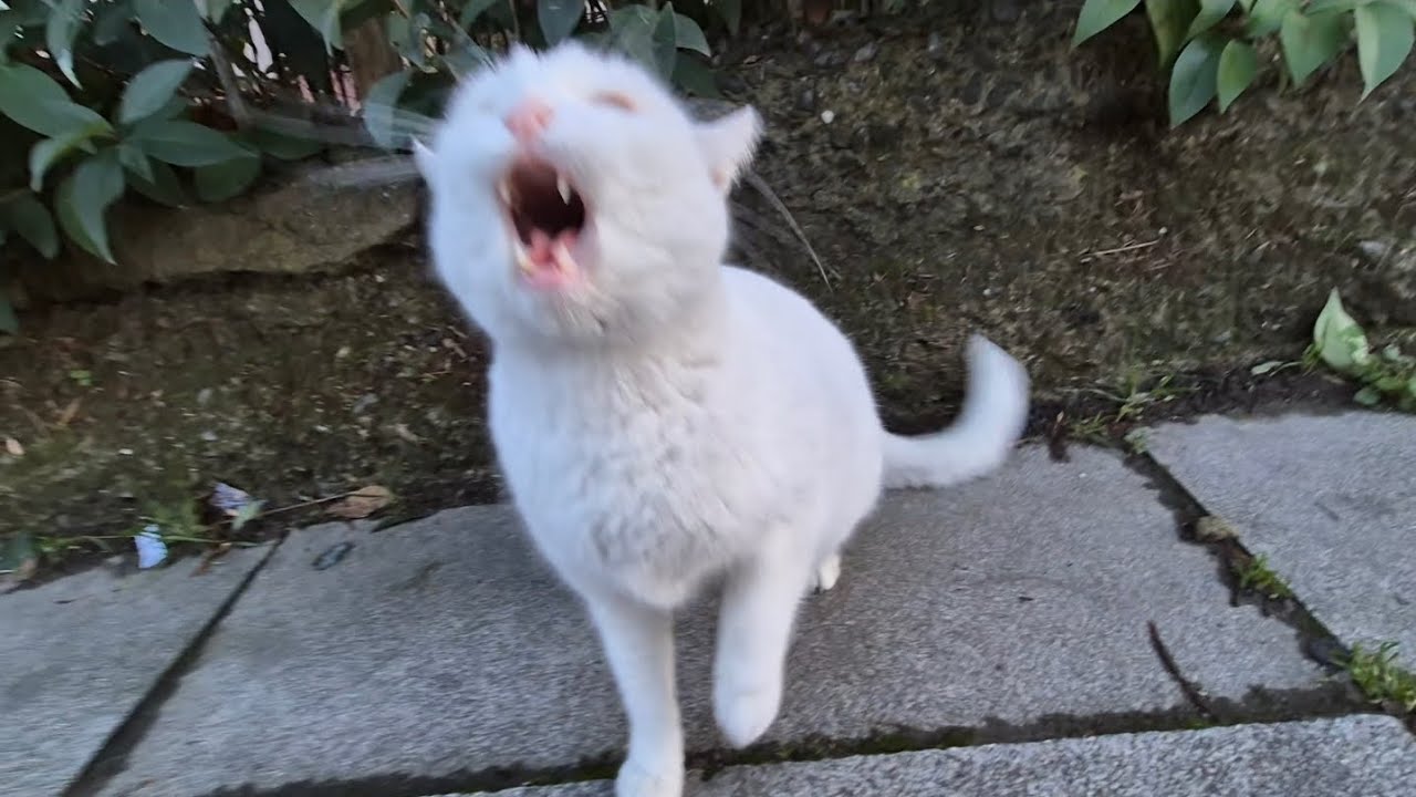 Angry White Cat is more Angry than ever today - YouTube
