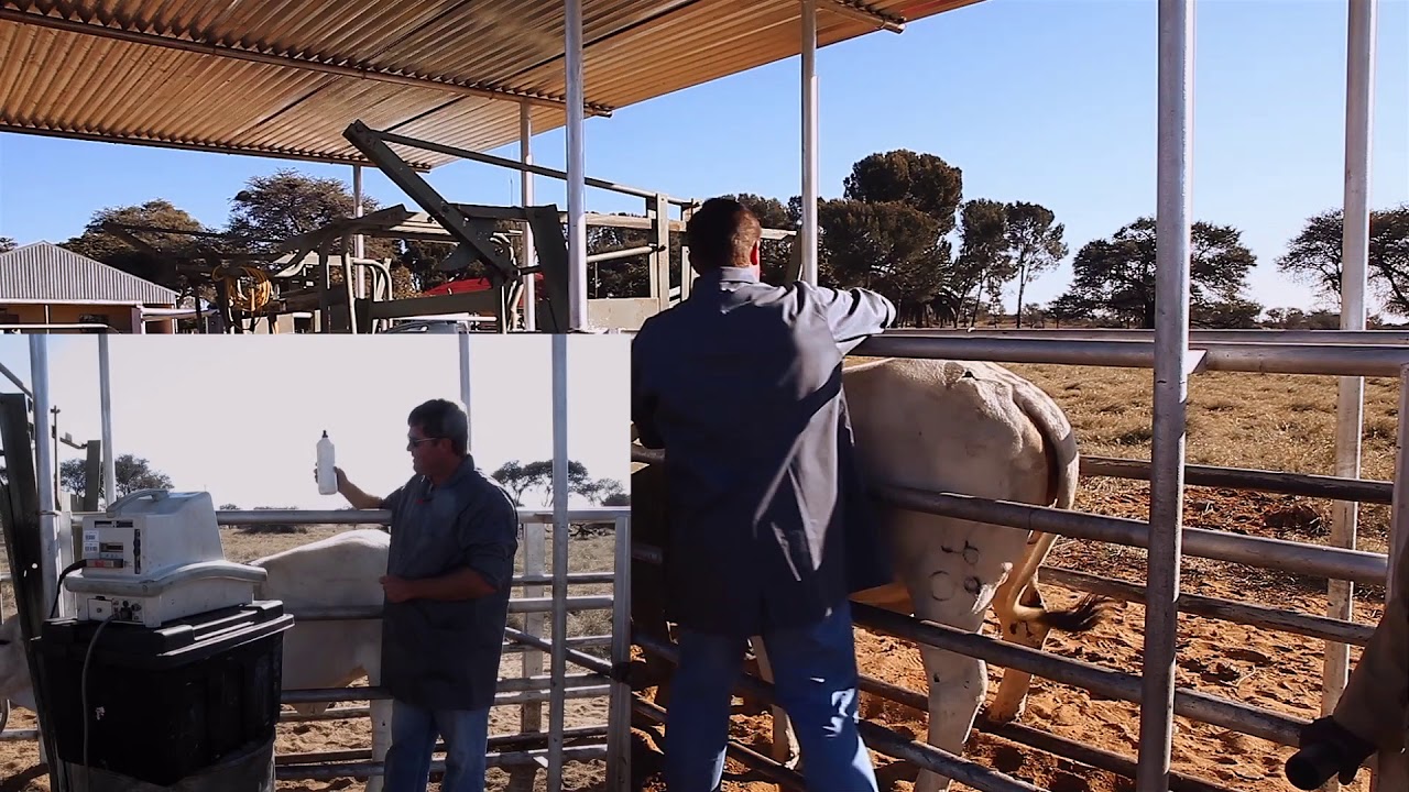 Live animal measurement of carcass traits. - YouTube