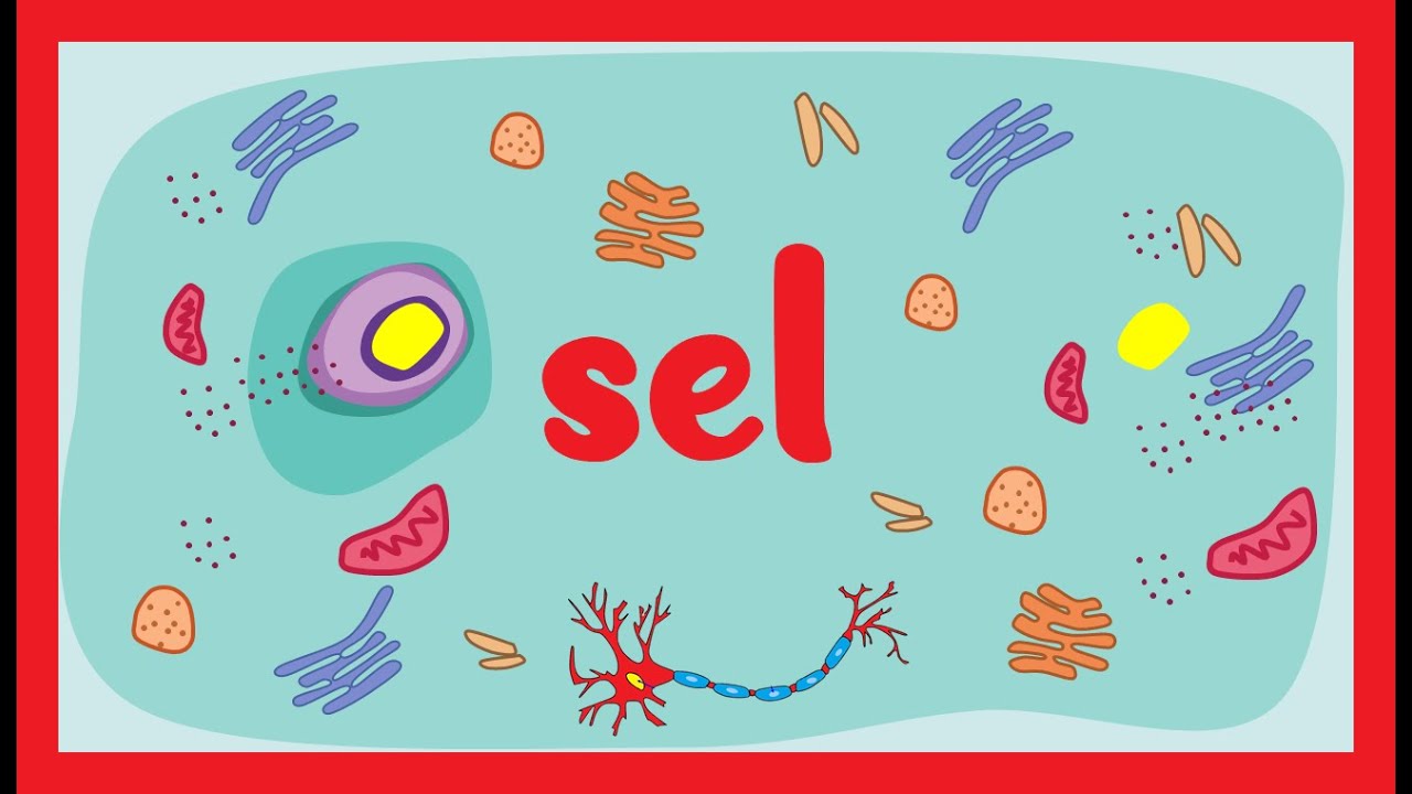 Sel | IPA SMP | IPA SD | biologi - YouTube