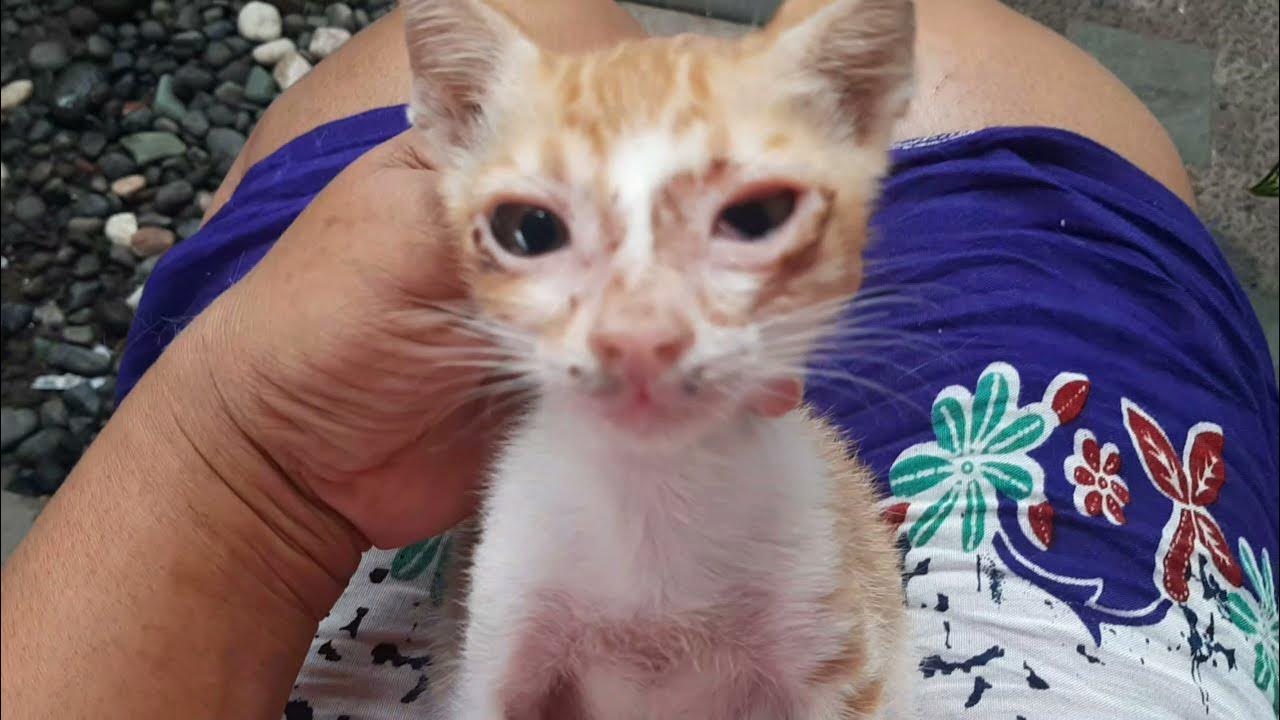 Anak kucing perut buncit tapi kurus dan mata belekan - YouTube