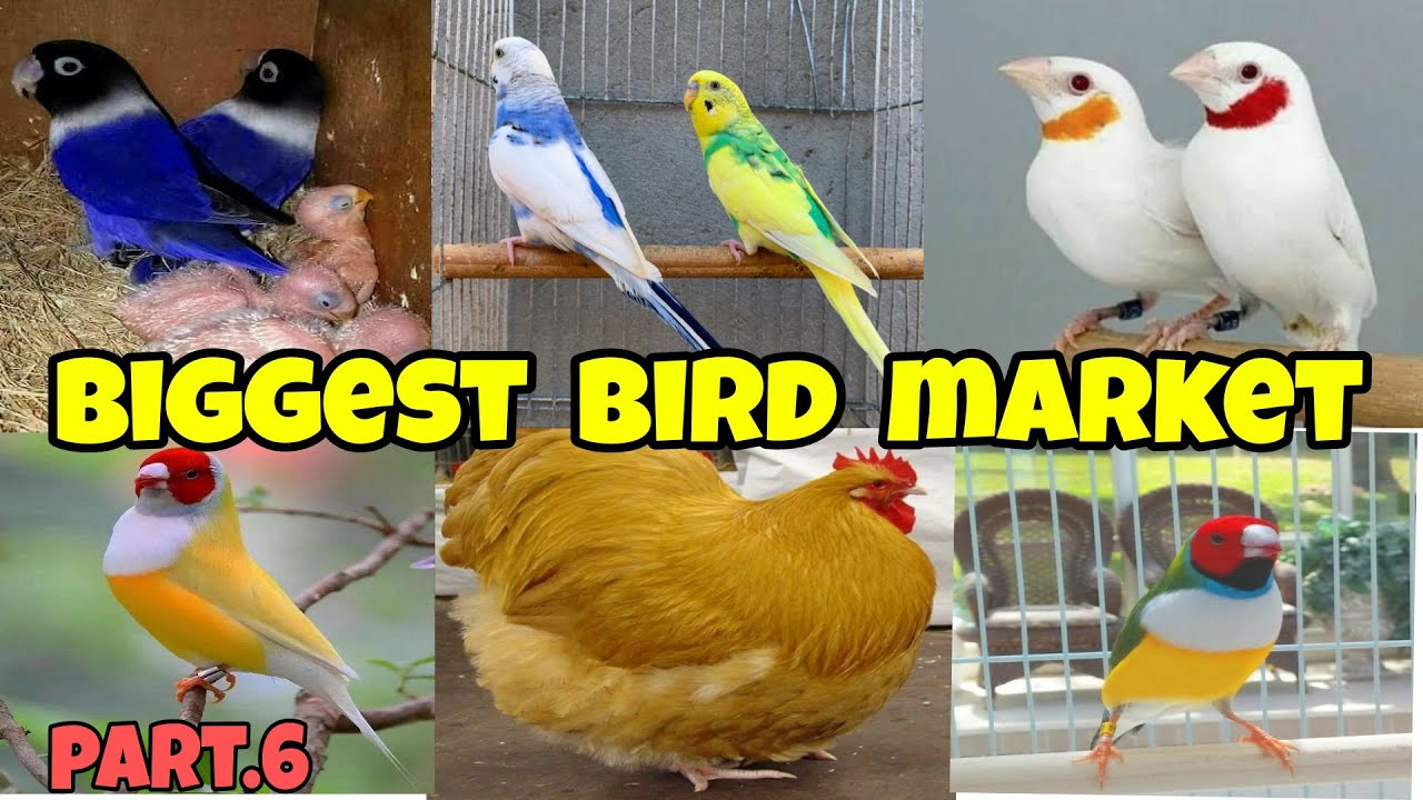Biggest Birds Market ️ Asia Biggest Bird Market ️ Lalukhet Birds Market ...