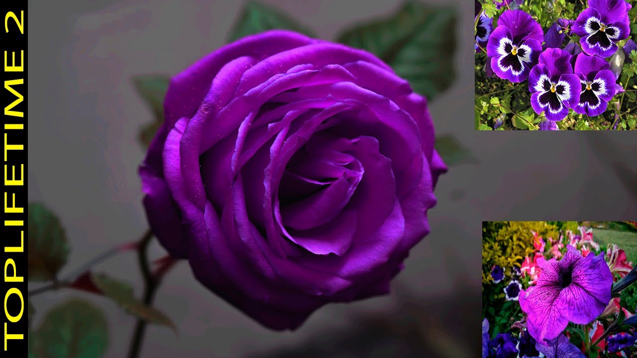 Imagenes De Rosas Moradas