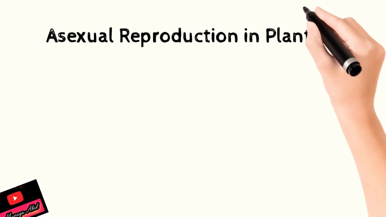 Asexual Reproduction in Plants(tuber, runner, bulb) grade 7 Oxford ...