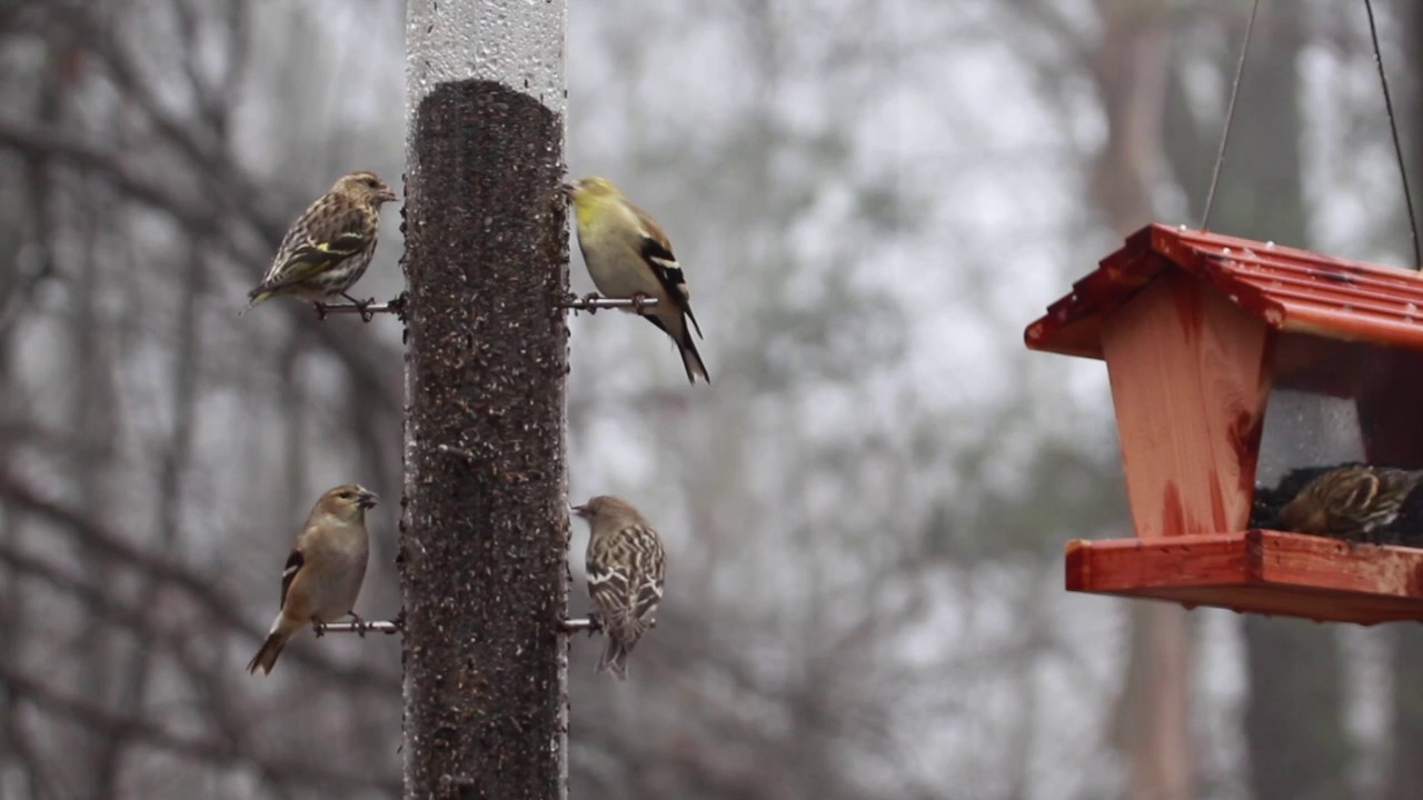 Pine Siskin Vs American Goldfinch Youtube