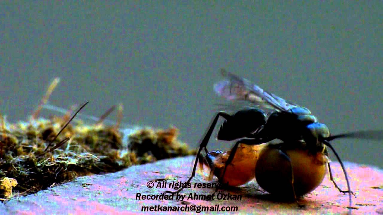 Spider wasp eating a Jumping spider - YouTube