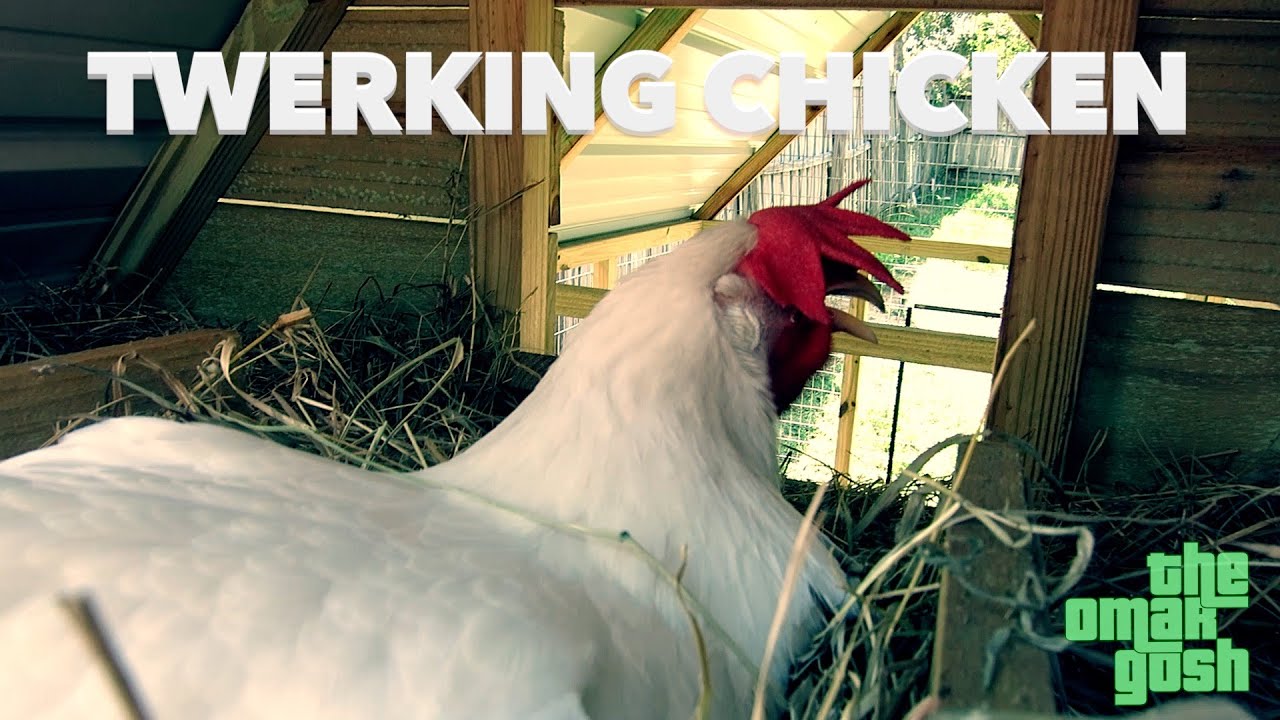 TWERKING CHICKEN - YouTube