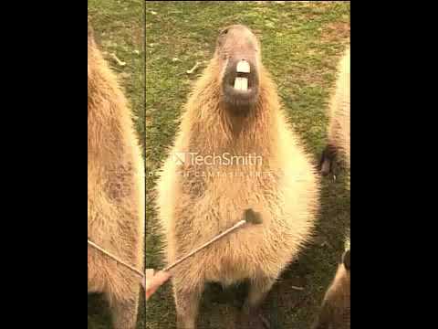 capybara friday - YouTube