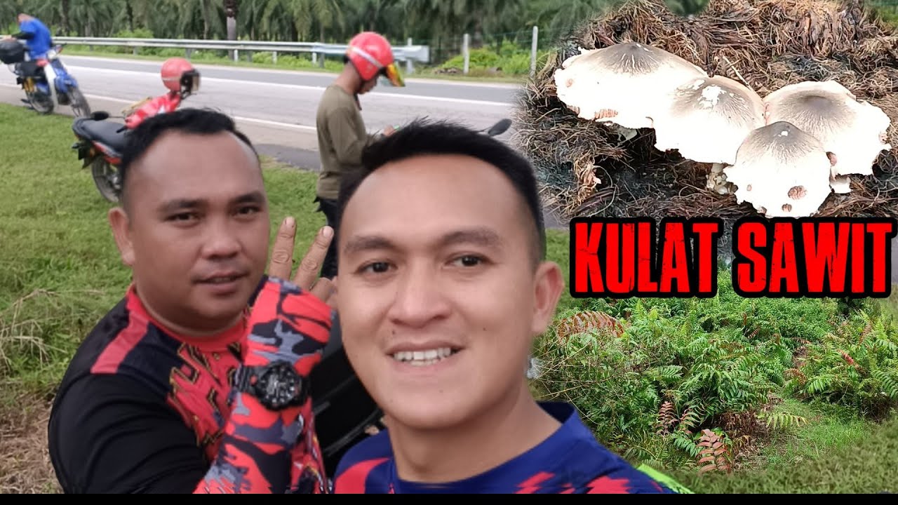 NGIGA KULAT SAWIT//PUCUK PAKU//KEMIDING//ANAK RUMAH PANJAI - YouTube