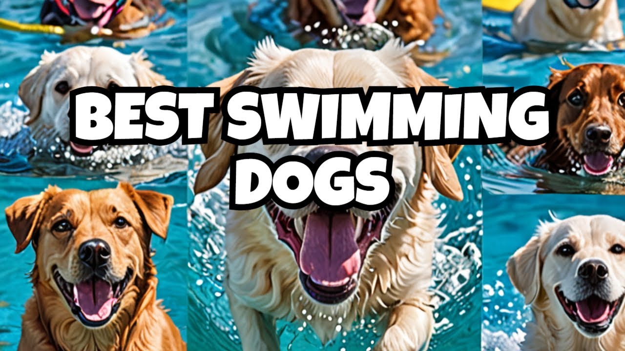 Top 10 Swimming Dog Breeds Which is Your Favorite - YouTube
