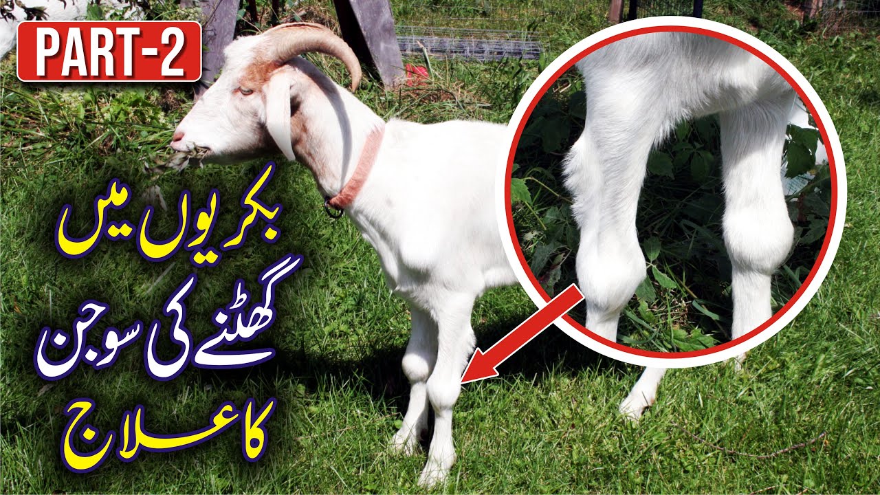 Goat Knee Swelling Treatment Part 02 | Goat Knee Hygroma | بکریوں میں ...
