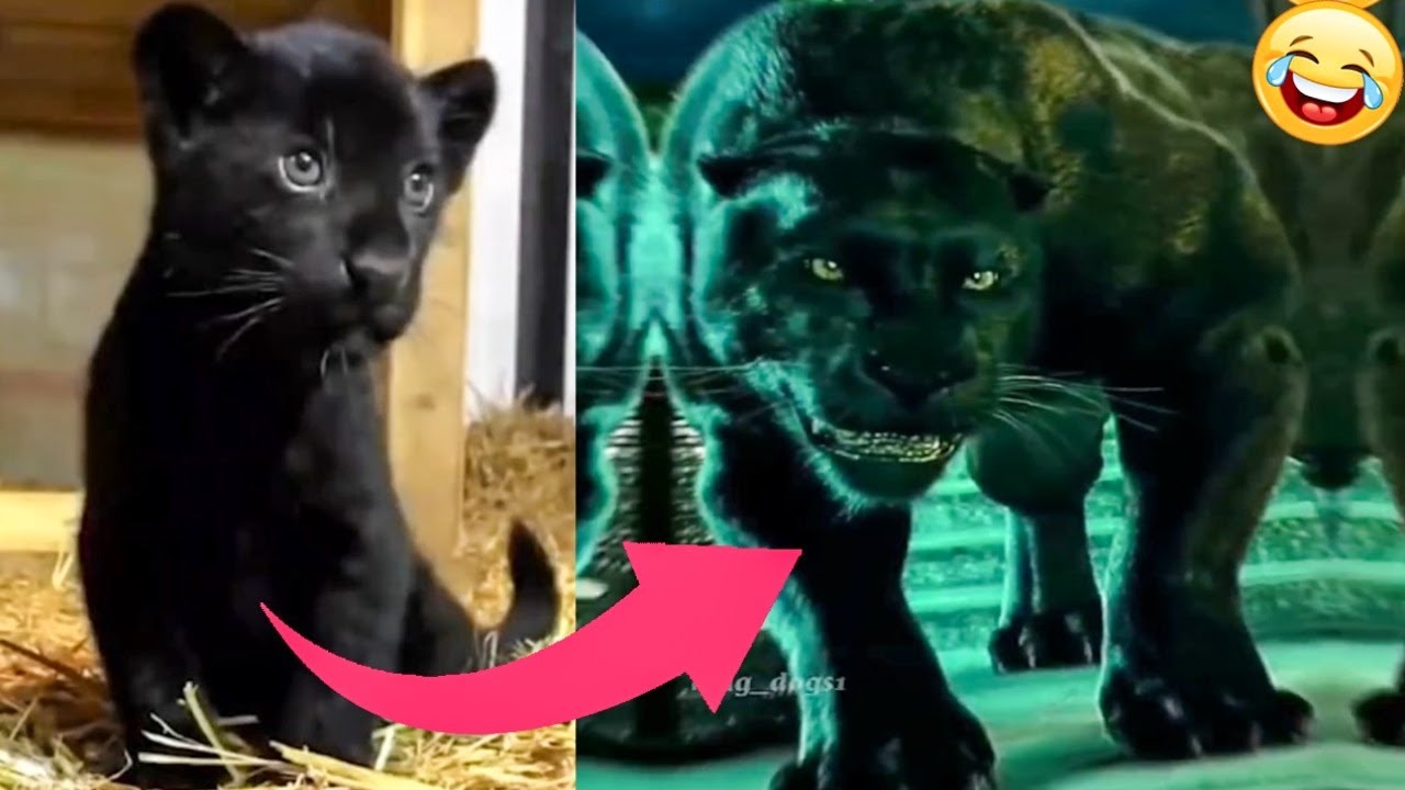 I'm a Big Kid Now - Dogs Grow Up And Cute Baby Animals - YouTube