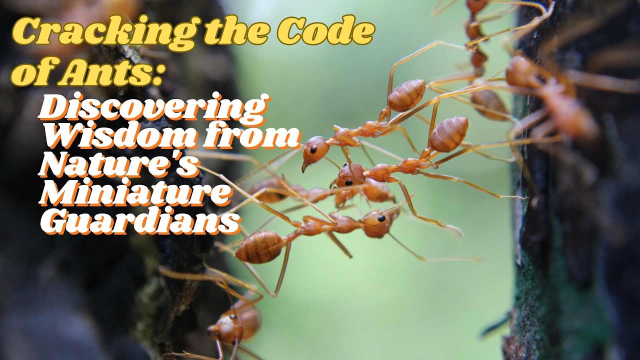 The Secrets of Ants: Life Lessons from Tiny Warriors - YouTube