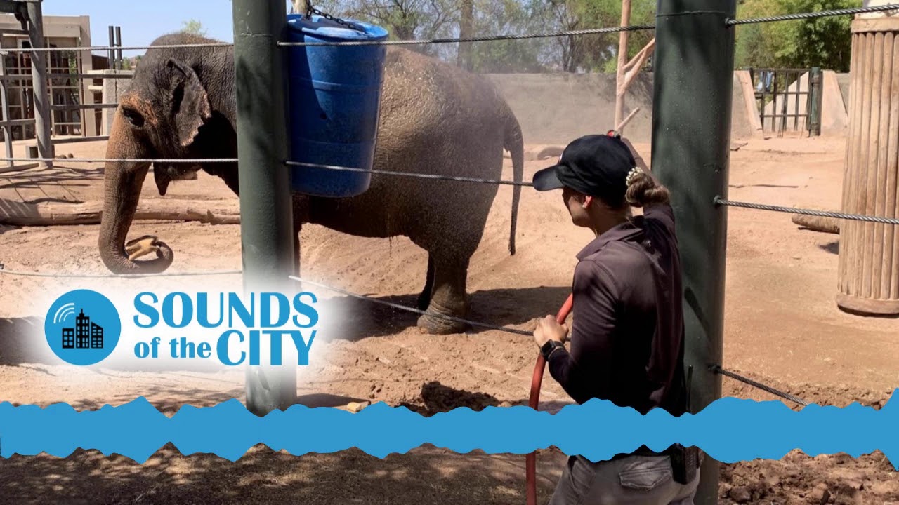 Sounds Of The City: Keeping Phoenix Zoo Animals Cool For The Summer ...
