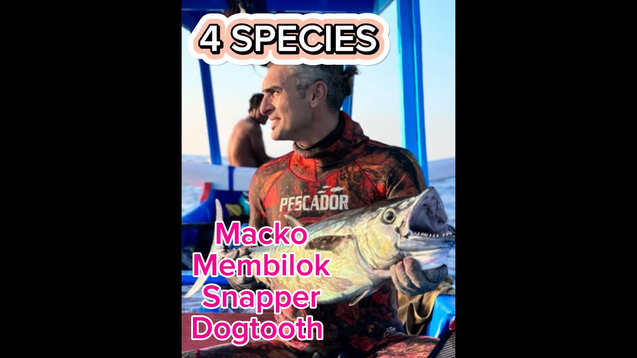Dog Tooth - Macko - Snapper - Membilok Spearfishing in Ocean - YouTube