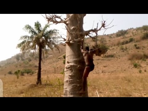 ancient tree climber @AGT @NatGeoAnimals - YouTube