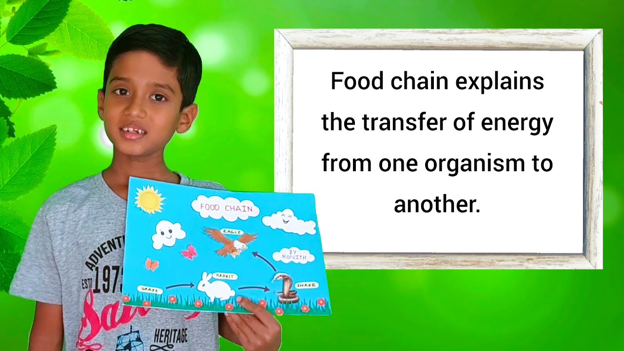 FOOD CHAIN MODEL 🔥 Make And Explain A Food Chain Science Project 👌 ...