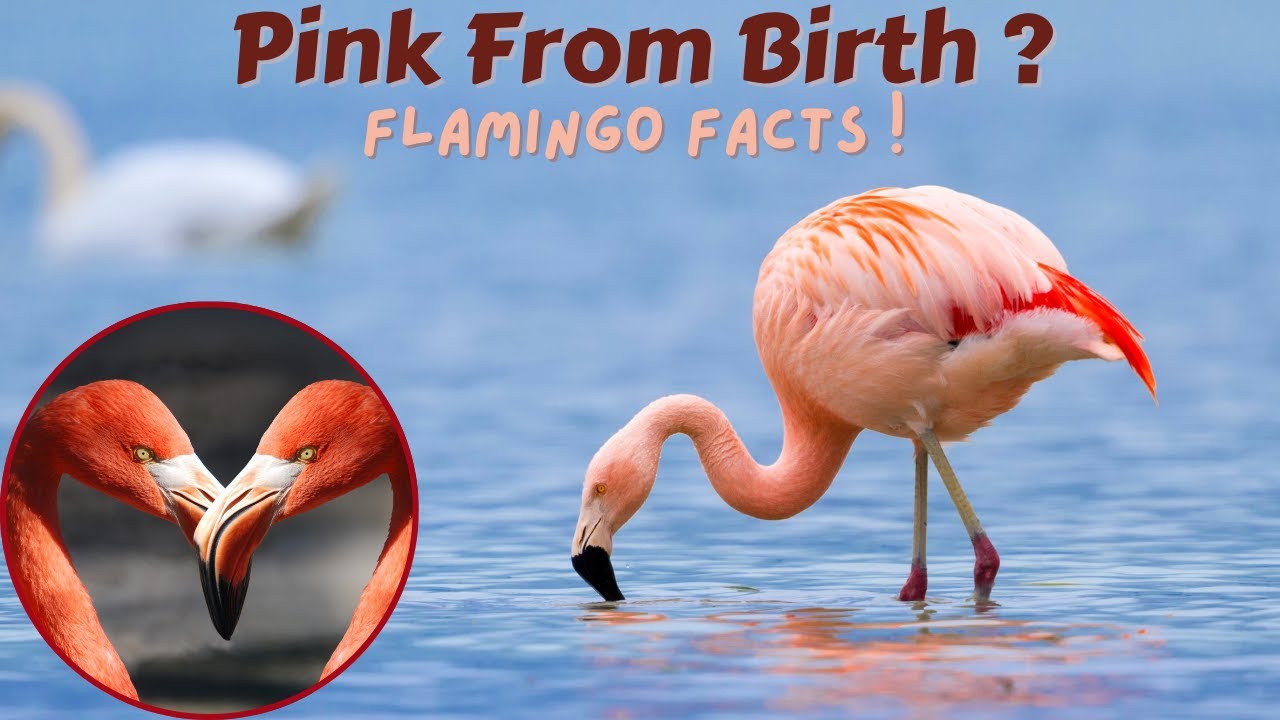 Myth: Are Flamingos Really Born Pink? - YouTube