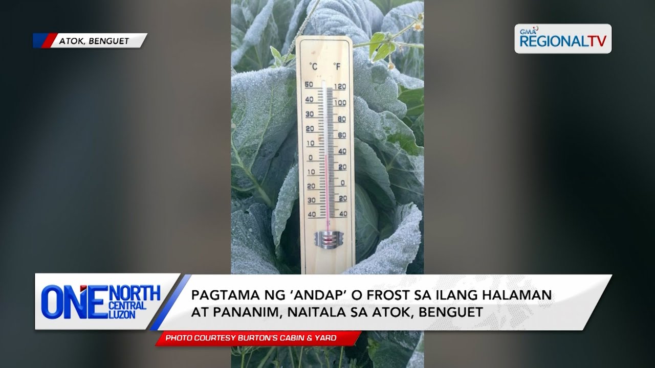 One North Central Luzon: Pagtama ng ‘andap’ o frost sa ilang pananim ...