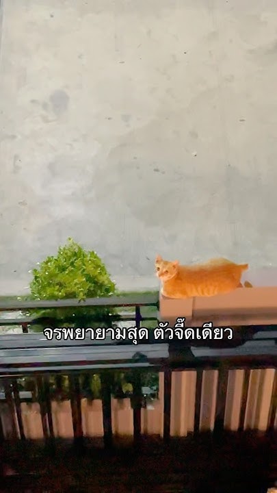 จรพยายามสุดๆ😂🐈#จรไม่นอนกล่องลัง #แมวอ้วน #แมวน่ารัก #แมวส้ม #แมวจร #แมว ...