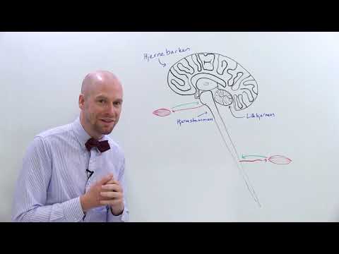 Anatomisk og fysiologisk inndeling av nervesystemet - YouTube
