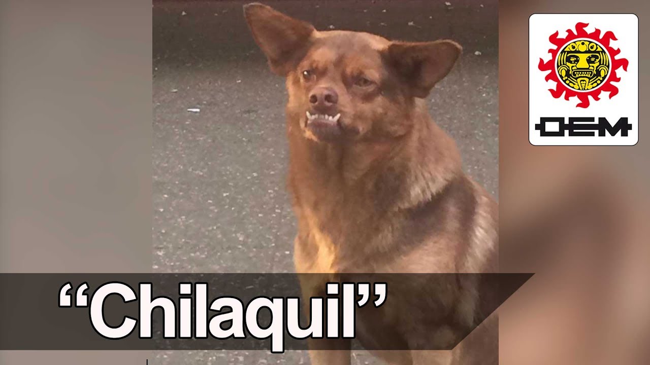 Conoce la historia de "chilaquil", el perro que reventó las redes ...
