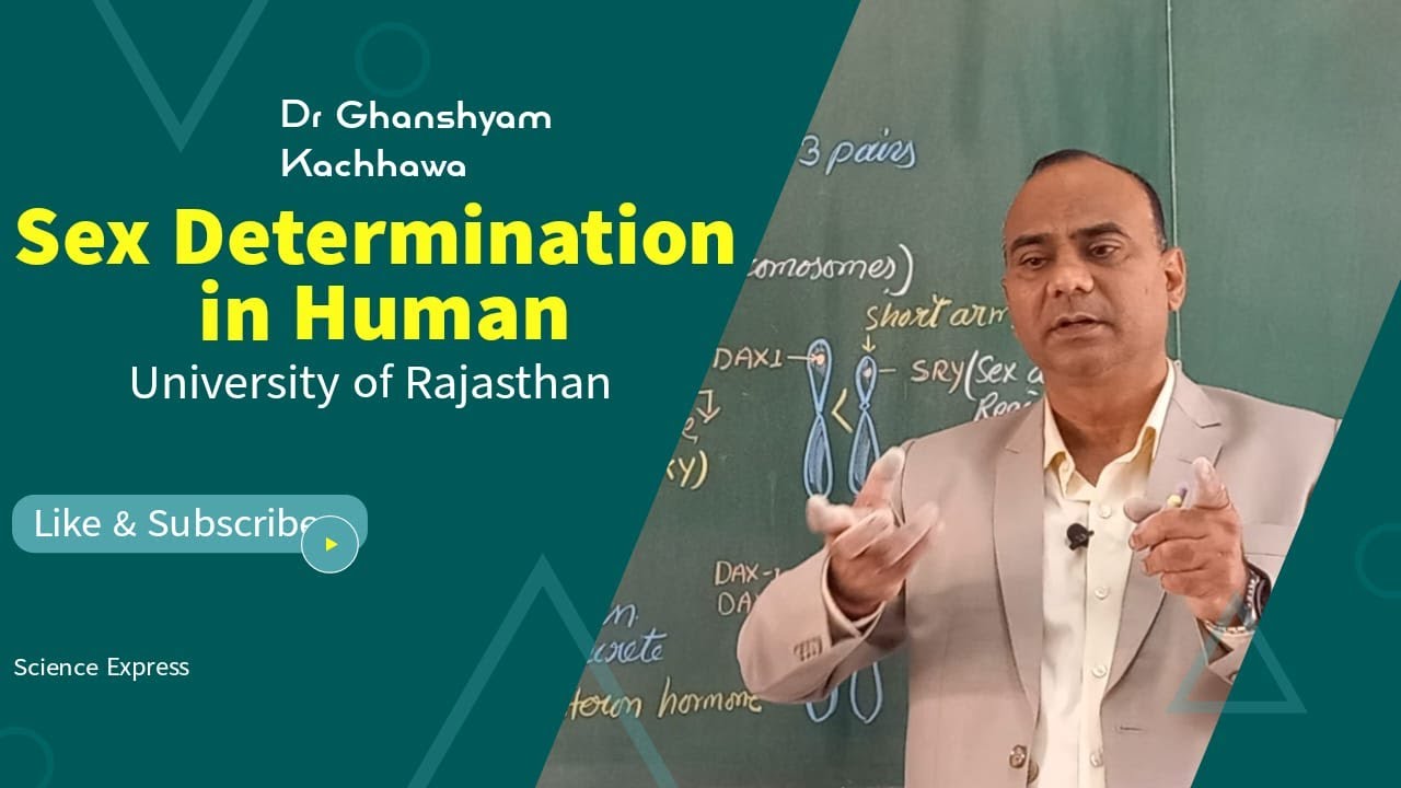 B-19: Role of SRY gene in the Sex determination of humans (Male ...
