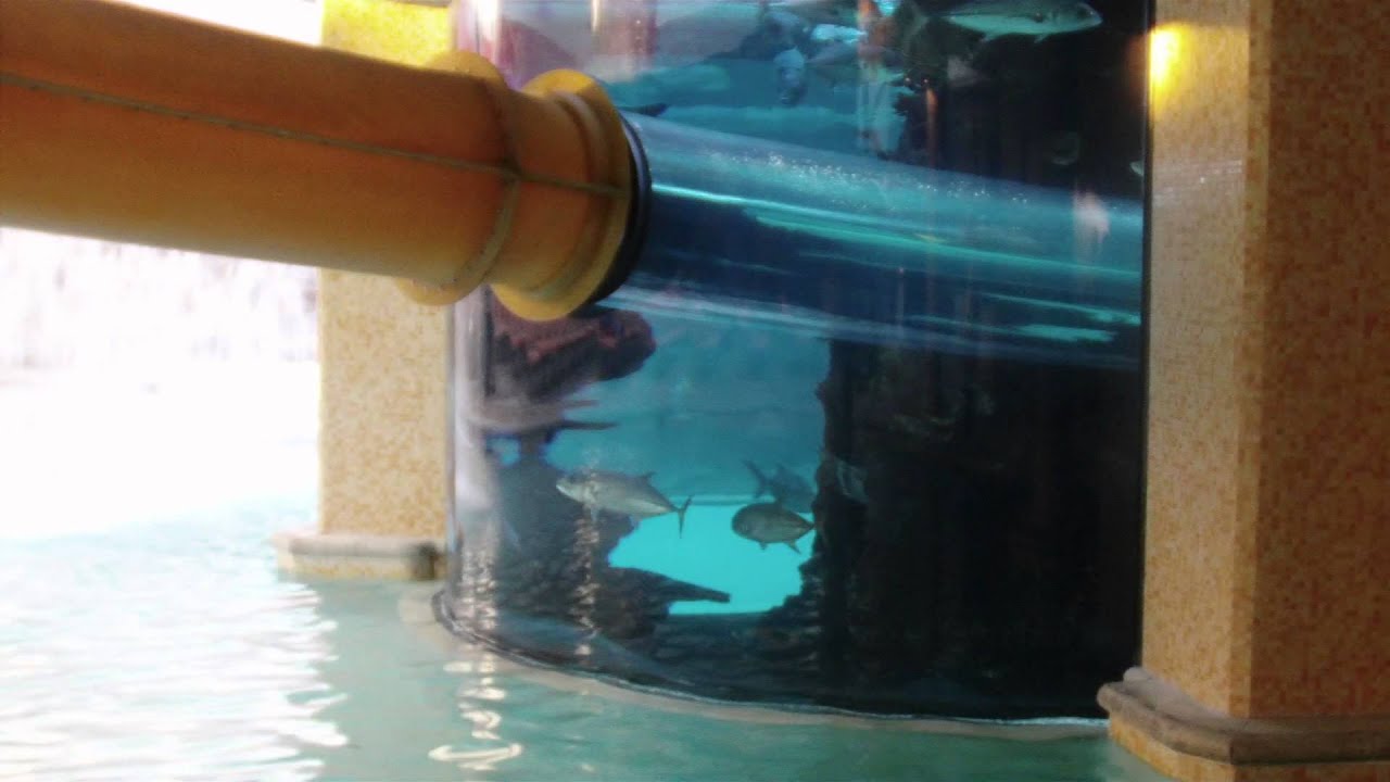 Golden nugget shark tank pool slide - ndetouch