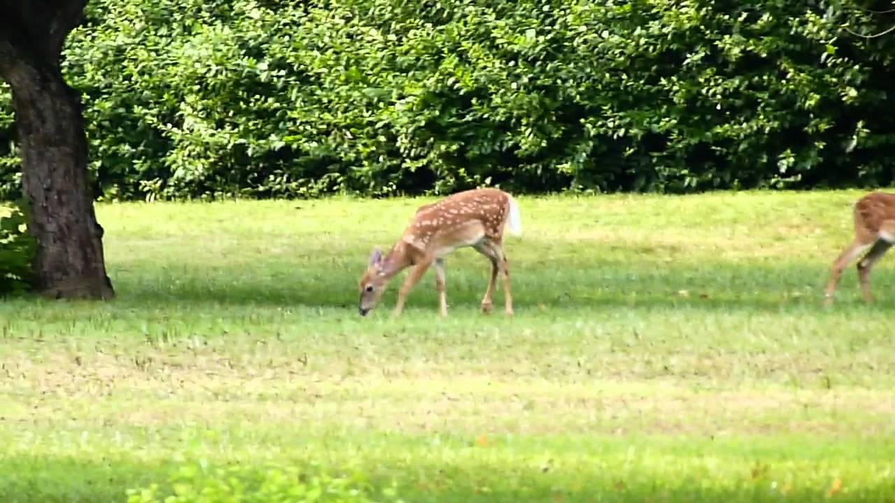 3 baby deer playing with cat - YouTube