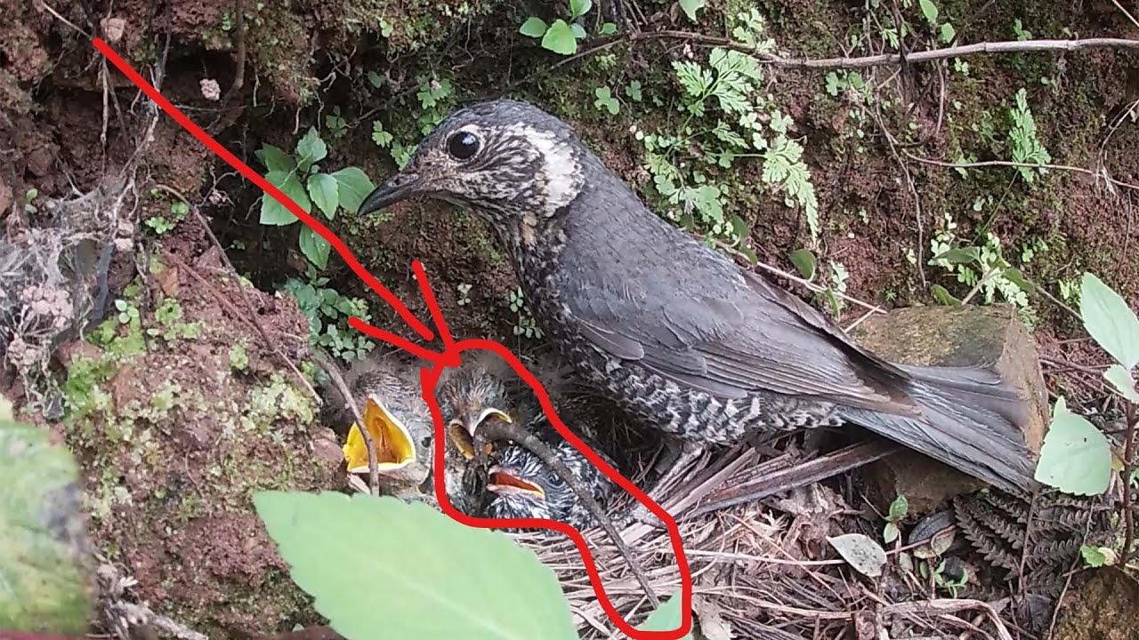Day7,Little bird eat big lizard, poor cuckoo get nothing - YouTube