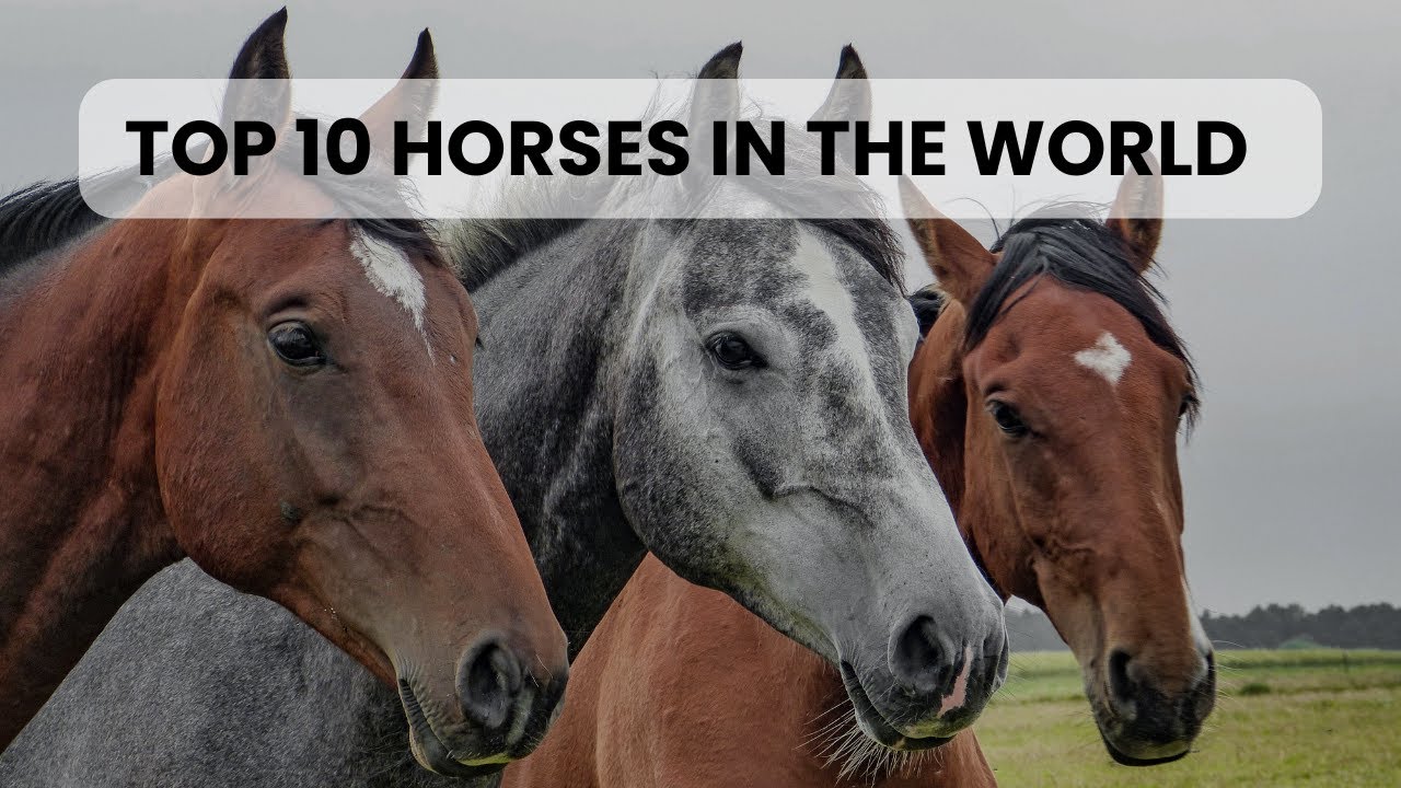 10 Best Horses In The World