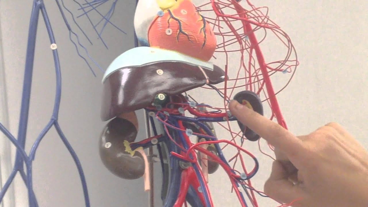 Whole body model of veins and arteries - YouTube