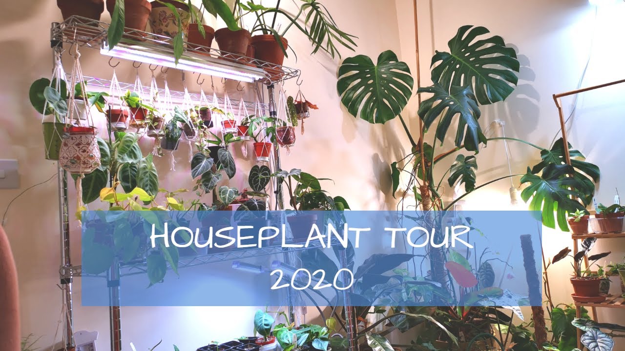 Houseplant Tour/all of my plants - YouTube
