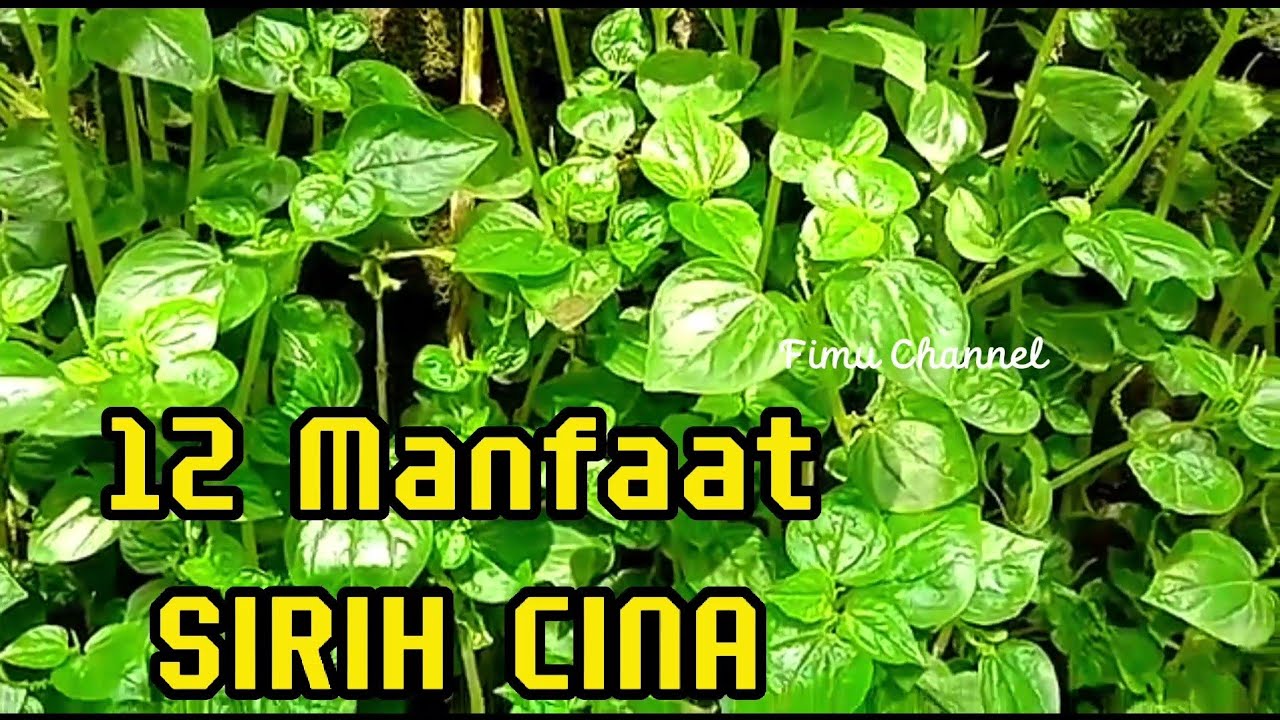 12 khasiat | suka makan sirih cina ? simak dulu manfaat sirih cina ...
