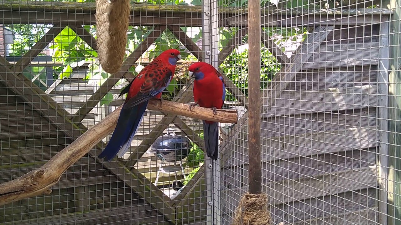 Pennant Rosella voedt pop ( Crimson Rosella feeding the female bird ...
