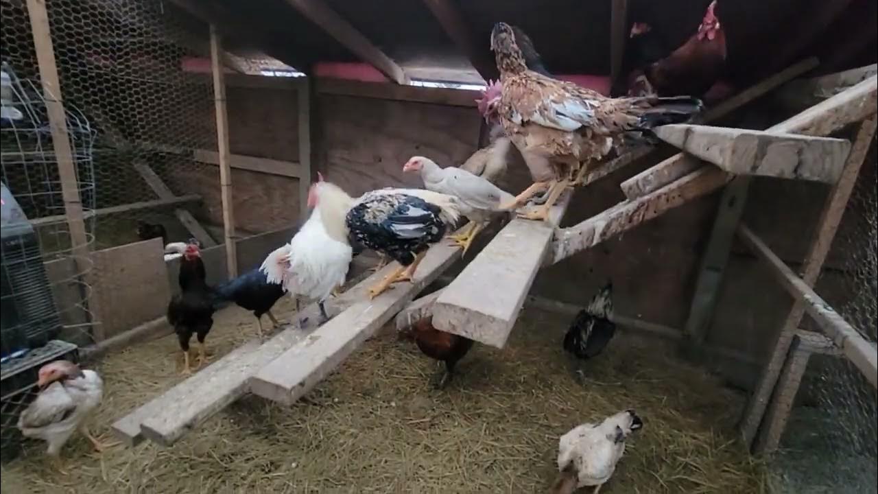 moog pub qab lub 12 / 30 / 2024 - YouTube