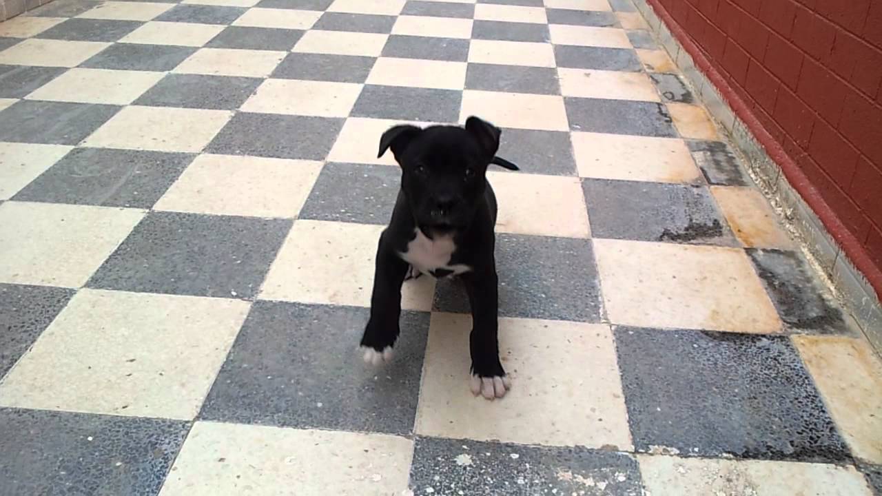 Cane feroce - YouTube