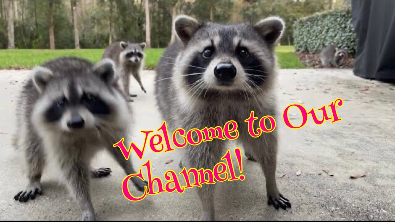 Rackie Raccoon and her friends - welcome you to the new channel! - YouTube