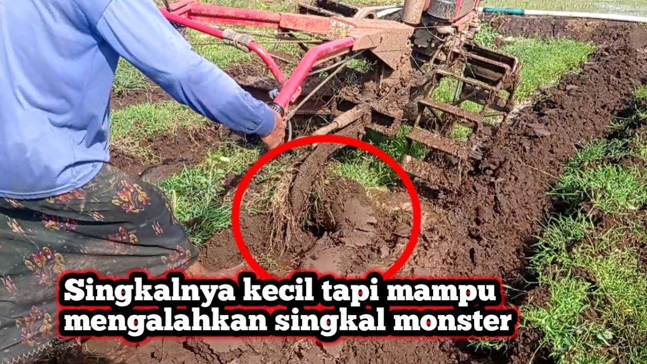 Singkalnya kecil tapi mampu mengalahkan singkal monster ~ Gila Traktor ...