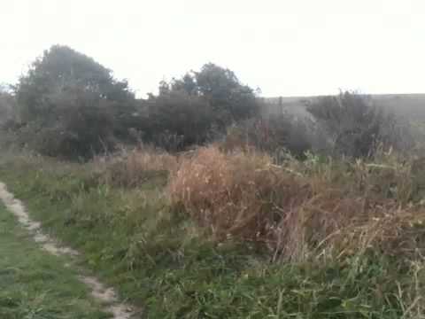 Scrumping Apples - YouTube