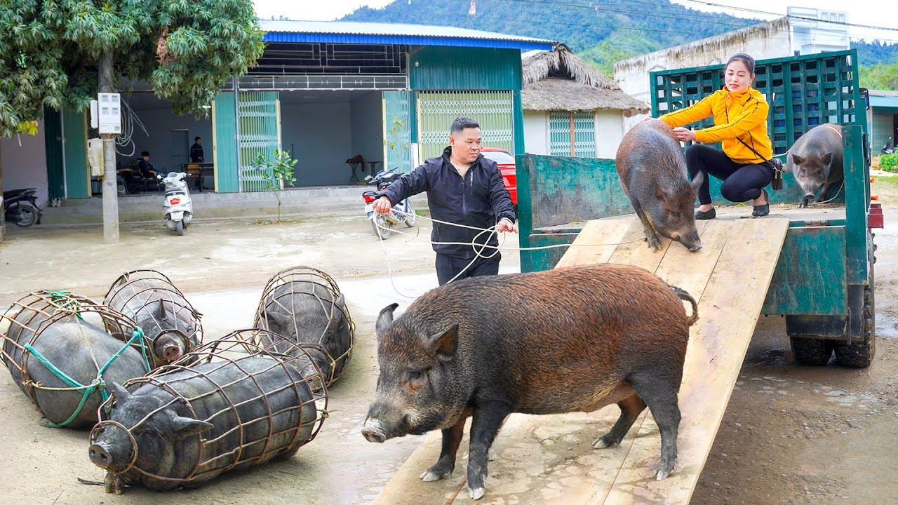 Full Video-88 Day--Sell 100kg Pig After 1 Year Of Raising, Use Truck To ...
