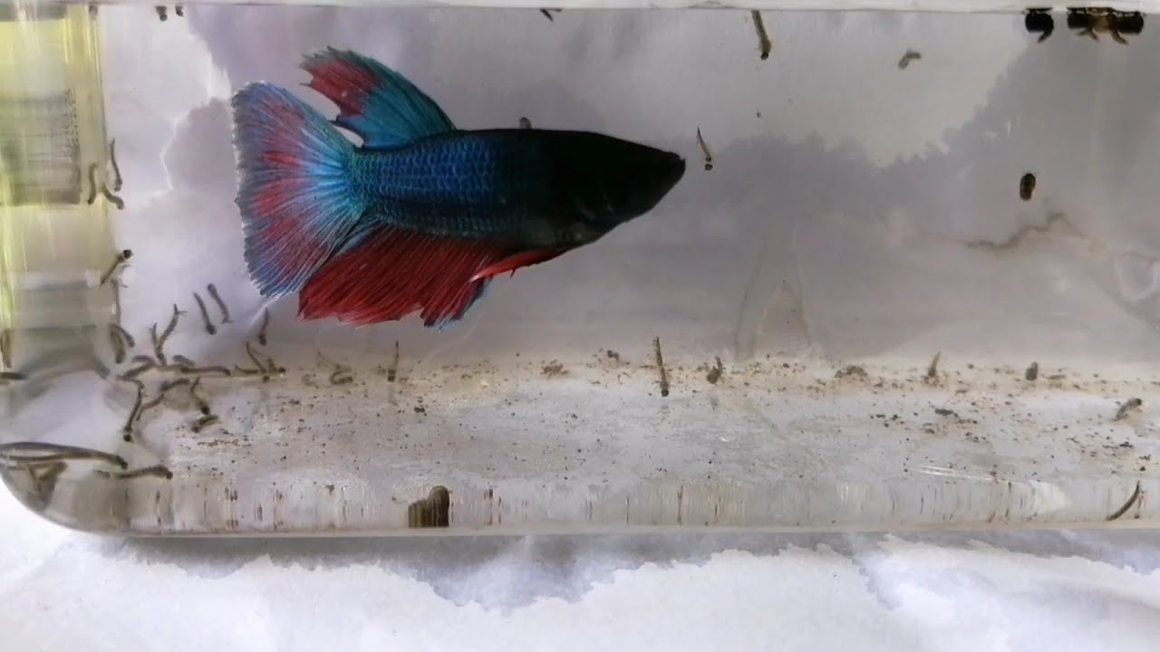 Fighter fish eating Mosquito larvae | Clumsychuck - YouTube