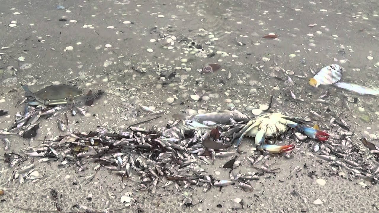 Brevard County Fish Kill In Indian River Lagoon - YouTube