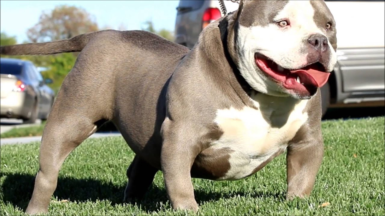 West Coast Bully Unit - YouTube