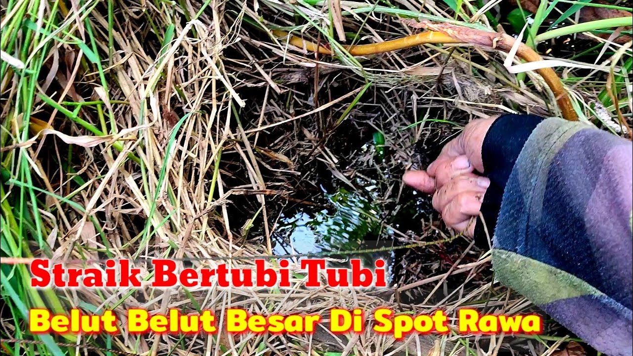 MANCING BELUT SPOT RAWA!! KEMBALI STRAIK BELUT BELUT BESAR DI GALENGAN ...